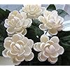 AVALON 950 Pcs Tiny White Rose Cockle Sea Shells – The Essence of Ocean ...