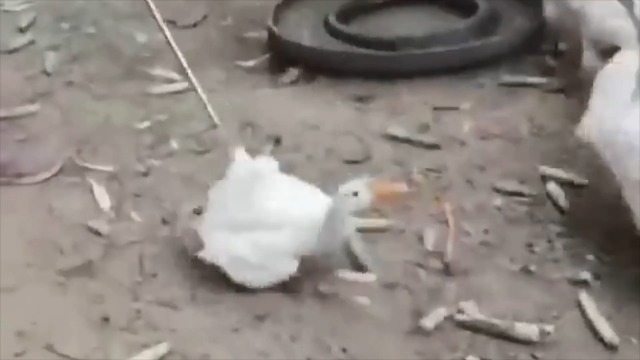 Snapklik.com : GLOBOTECH Extendable Chicken Catcher Leg Hook ...