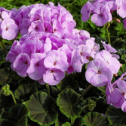 99 Pcs Purple Univalve Geranium Seeds Perennial Flower Seeds ...