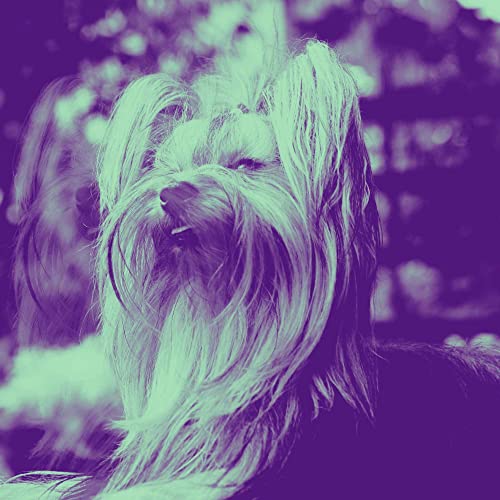 Amazon Music - Music For DogsのMusic for Cooling Off Pups - Alto Sax ...