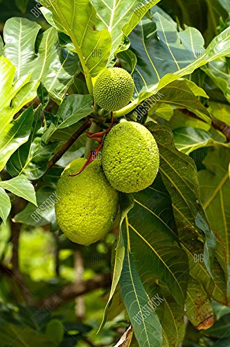 Rare Artocarpus Altilis Breadfruit Seedless Tasty Tropical Fruit Live ...