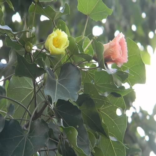 Peepal Tree Flower Plantogallery Paras Pipal Plants Seeds