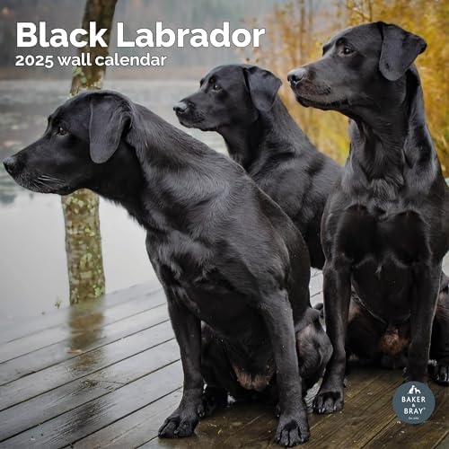 Baker and Bray Black Lab Calendar 2025, Large Square Wall Calendar, 16 ...