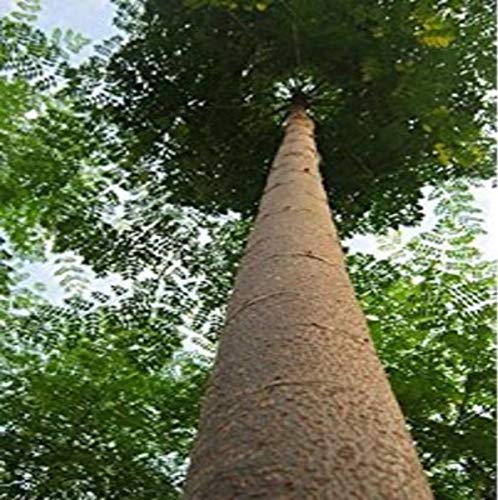 SHOP 360 GARDEN Melia Composita, Melia Dubia (Tree is used in Plywood ...