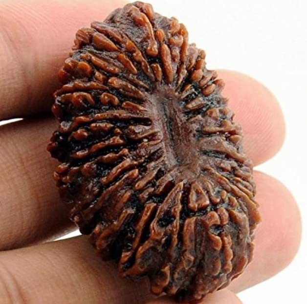 Certified 19 Mukhi Rudraksha with Silver Pendent 19 Face Rudraksha ...