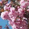 Amazon.com : Double Pink Cherry Blossom Tree Plant, Live Cherry Blossom ...