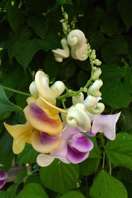 Ritz Farming® Corkscrew vine flower seeds |Corkscrew vine flower seeds ...
