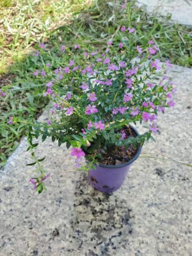Cuphea hyssopifolia - How to grow & care