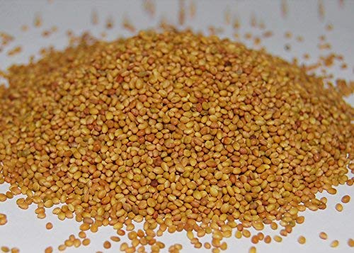 Berseem Grass | Animal Fodder High Yield Multi Cut Grass Seed (Pack of ...