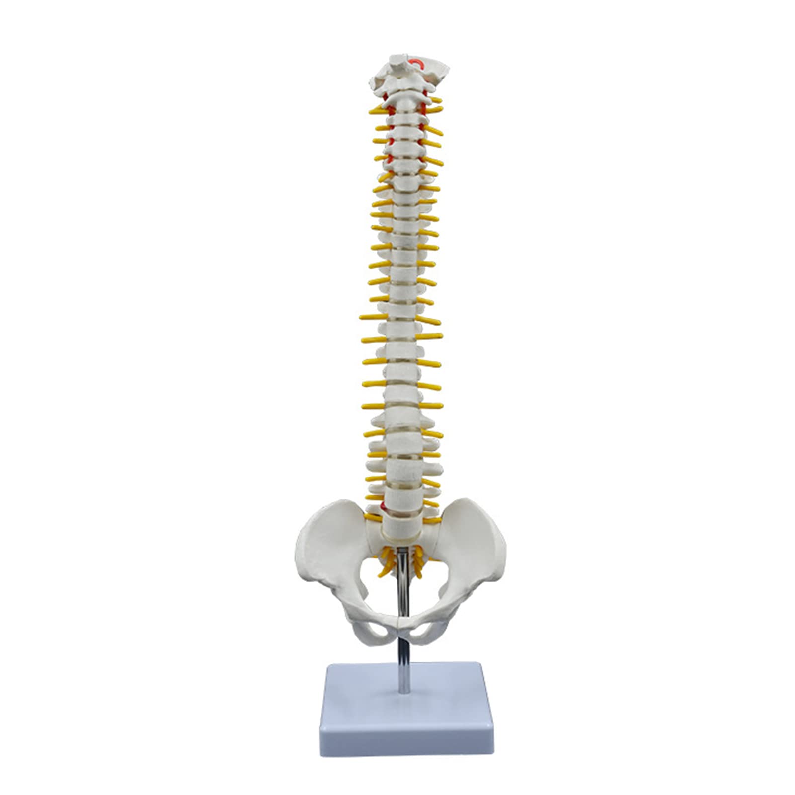Buy Human Spine Model, 17" Scientific Anatomical Human Skeleton Spine ...