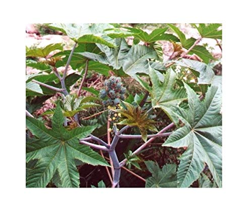 Plants Villa Live Arandi/Castor Oil/Castor Herbal Plant With Pot ...