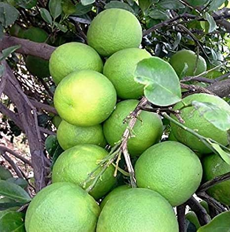 SANJUS Thai Bari 1 sweet Yellow Malta fruit live plant suitable Home ...