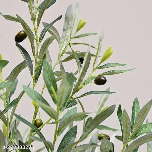 ARIYA indian Olive Jalpai Fruit (Air Layering/Grafted) Live Plants ...