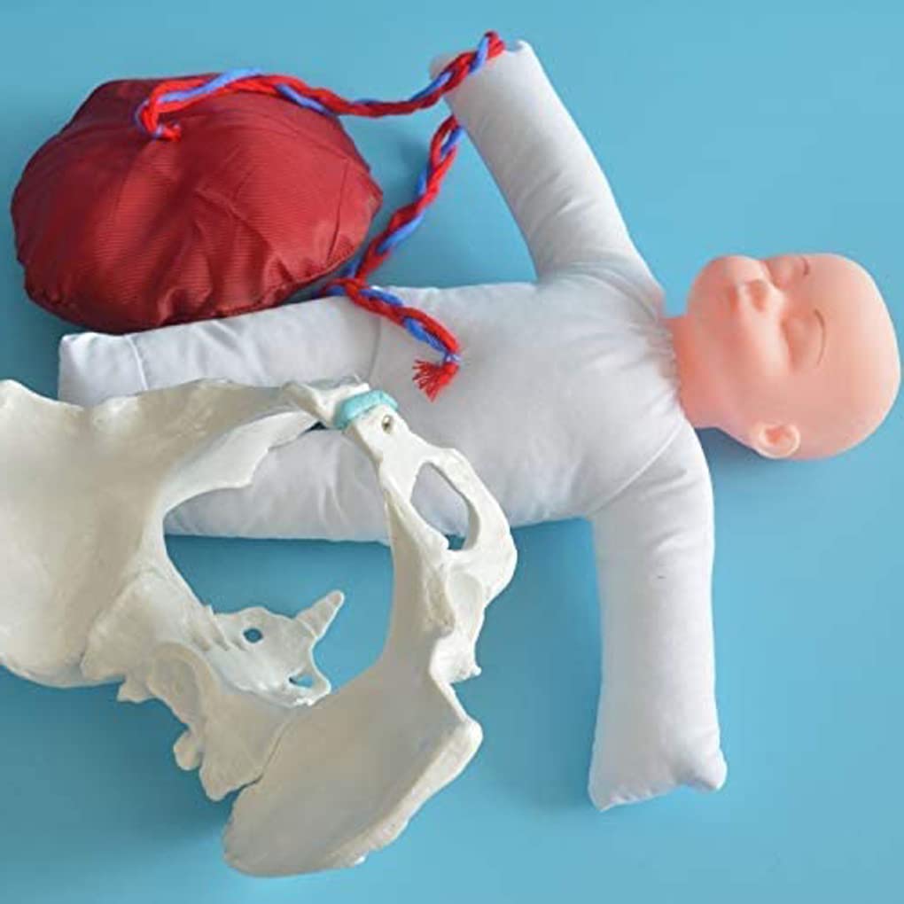 Grfitbirth Of A Child Model Life Size Female Pelvis Model | Desertcart ...
