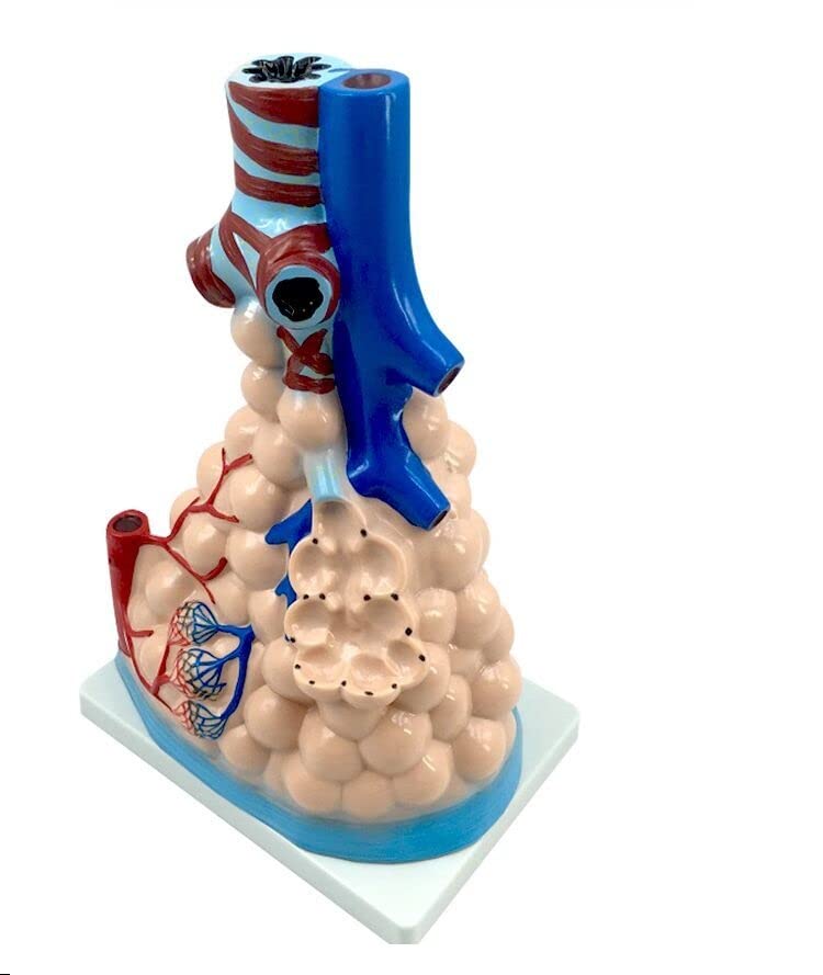 Buy East Dental Large alveolar Zoom Model Breathing Lung Model of Human ...