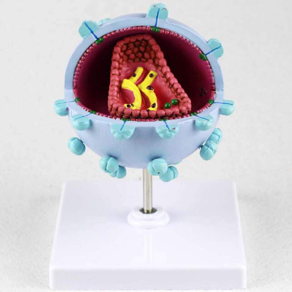 Buy AIDS-Virus Model d HIV Anatomical Medical Anatomical Anatomy ...