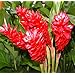 Amazon.com : Hawaiian RED (Awapuhi`Ula`Ula) Ginger Plant Root 1Pk ...