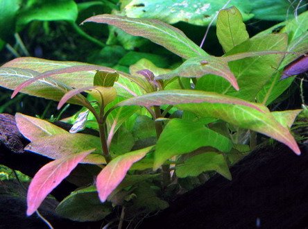 Hygrophila corymbosa compakt - Mini-Kirschblatt - Aquaristik Welt
