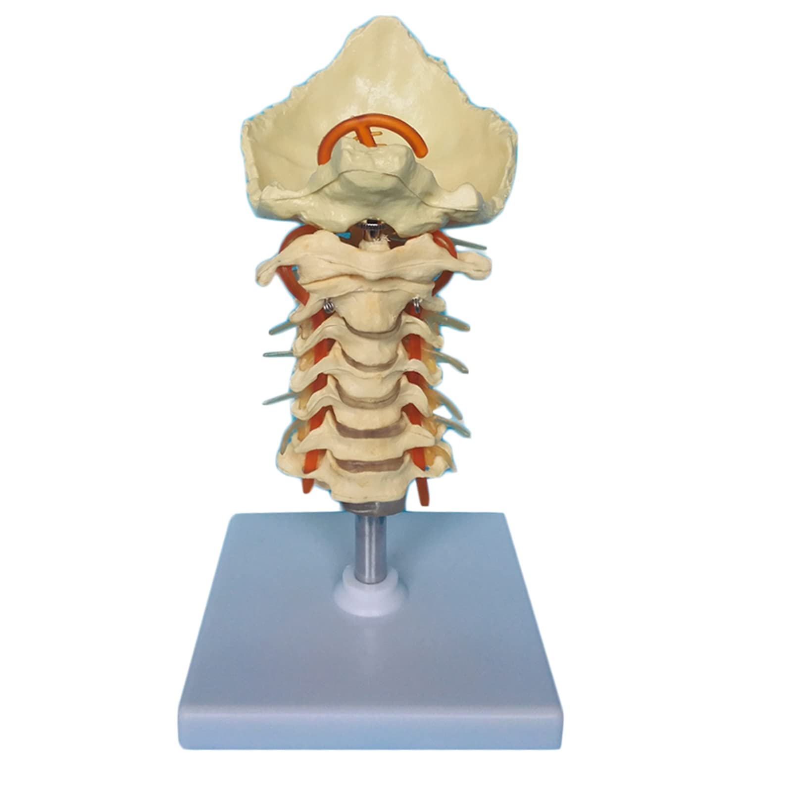Buy Life size Cervical Spine Model - Human Spine Model - with Nerves ...