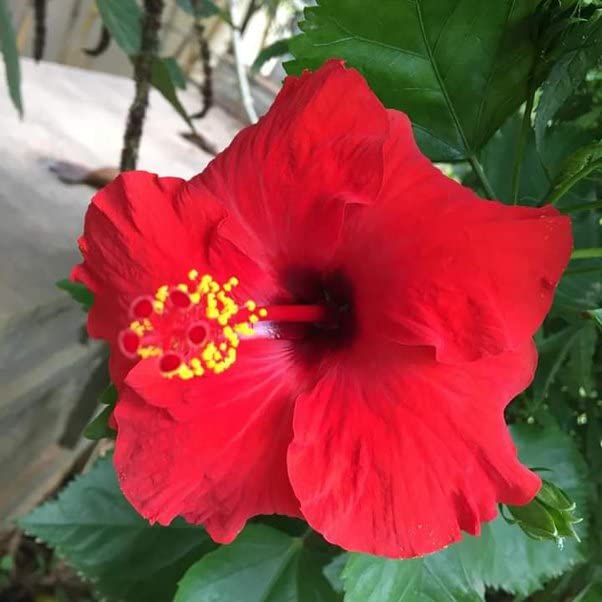 Online plant bazar Hibiscus/Gudhal Flower Live Plant : Amazon.in ...