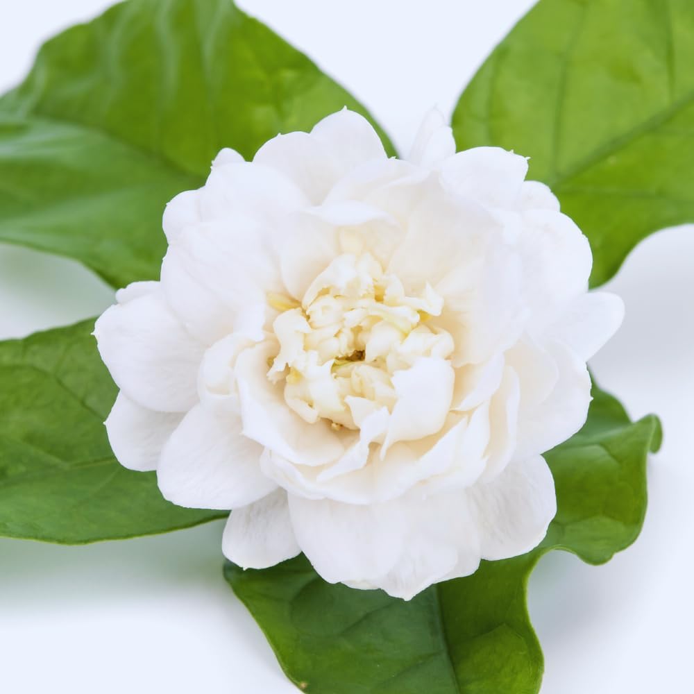 Amazon.com : 2 Grand Duke of Jasmine Plants Live, Jasmine Starter ...