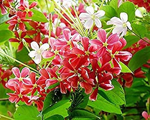 EverSneh Live Madhumalati Red Rangoon Creeper Flower 1 Plant Climbing ...