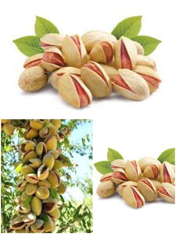 AR Rare Pista Pistachio Plant Fruit American Nut Live Plant For Home ...