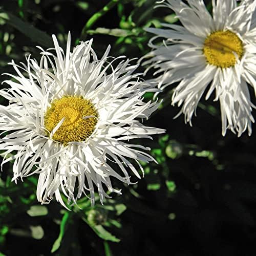 Hardy Perennial Leucanthemum Crazy Daisy White Long Lasting Cottage ...