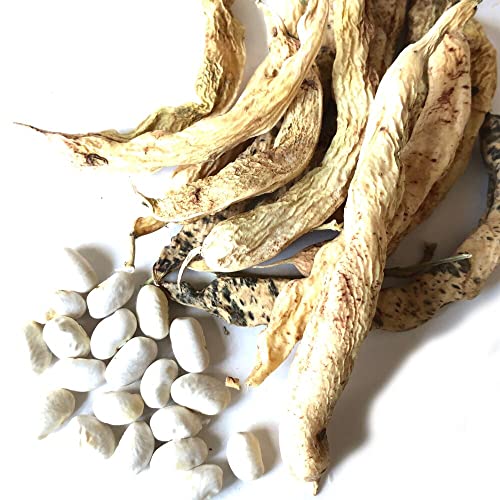 Amazon.com : Fat Man Beans - 100 beans (40 grams) : Grocery & Gourmet Food