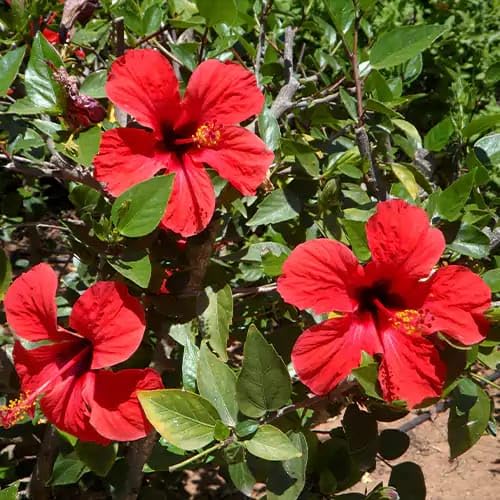 SANJU Live Plant Red Hibiscus Live Flower Plant without Pot Red Joba ...