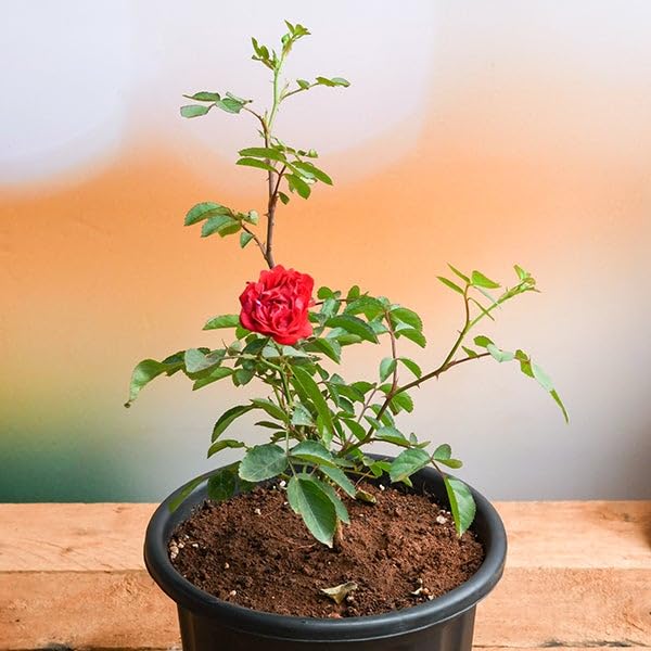 Dark red rose hybrid plant (Pack of 1) : Amazon.in: Garden & Outdoors