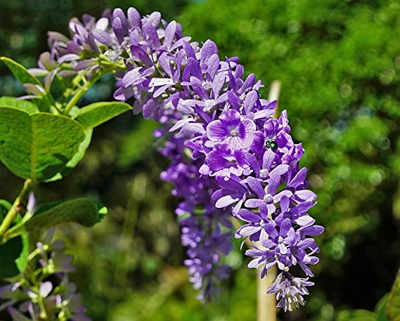 ShopCaart petrea volubilis Vine Plant Purple Wealth Creeper Sand Paper ...