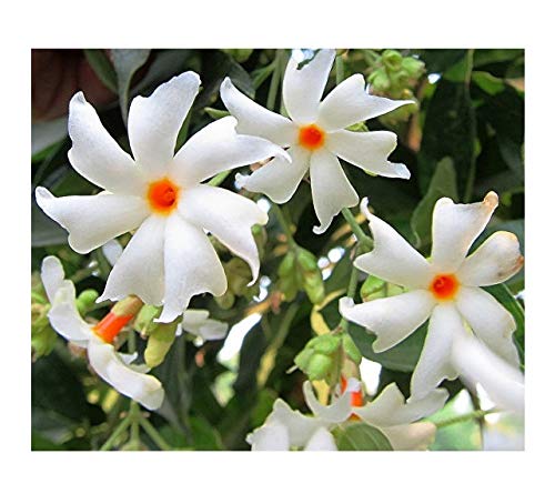 Famous Garden Live Har Singar Plant/Queen of Night Plant With Pot ...