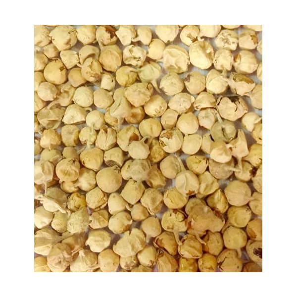 Ayurveda Paneer Phool | Paneer Doda/DODI | Withania Coagulans, | Gourmetian