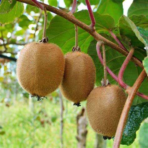 Mphmi Plants Purple Kiwis Plant Fruit Afghan Live Plant Feet Elite ...
