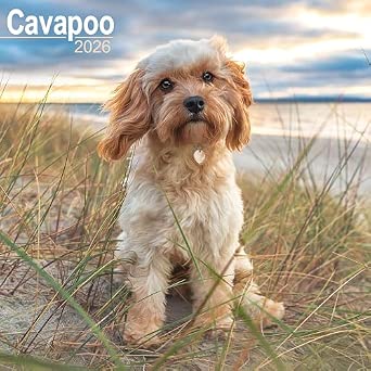 Cavapoo Calendar 2026 Square Dog Breed Wall Calendar - 16 Month ...