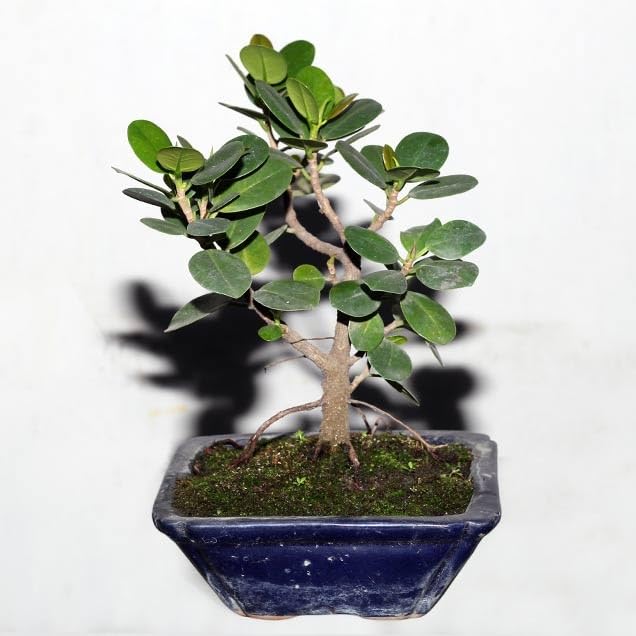 SeeGreen China Banyan Tree Plant China Bot Small Leaves CHINA BANYAN ...