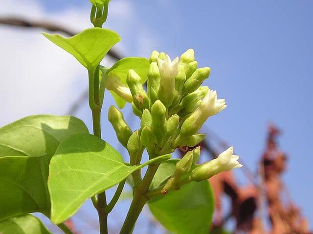 GreenCaart Aganonerion polymorphum Flower plant all Season Live Plant ...