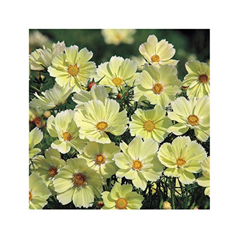 Cosmos xanthos - How to grow & care