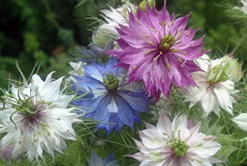 50 Nigella Love in A Mist Mulberry Rose Seeds - Nigella Mulberry - 50 ...