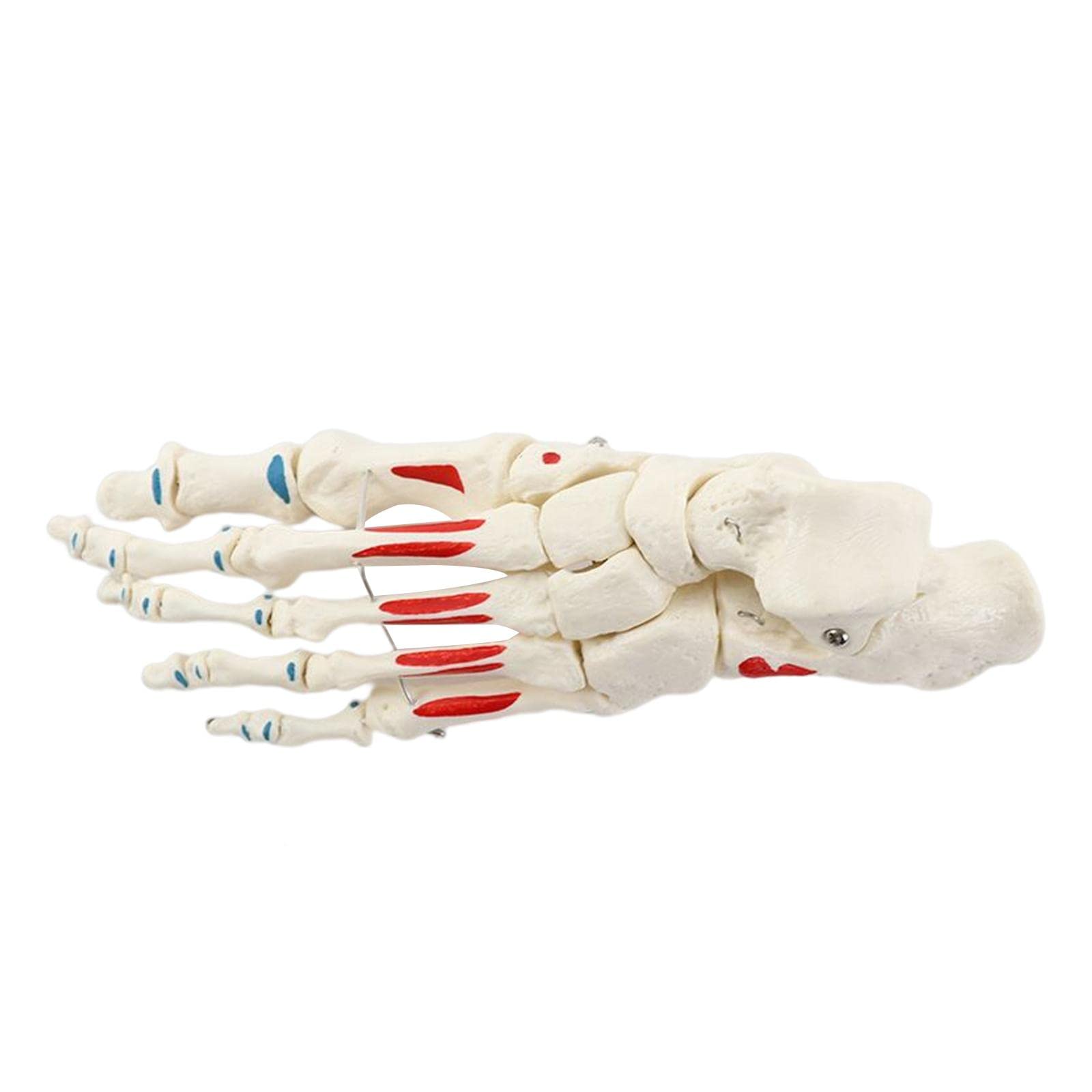 F Fityle 1 1 Colored Foot Anatomy Model Diagram Muscle | Desertcart Sri ...