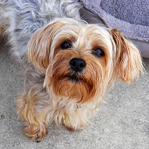 Classic Jazz Violin - Background for Positive Reinforcement : Jazz ...