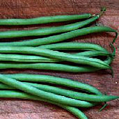 Amazon.com : Maxibel Bush Beans Seeds (20+ Seeds) | Non GMO | Vegetable ...