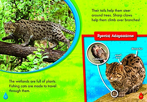 Fishing Cats (Animals Of The Wetlands: Blastoff! Readers, Level 2)