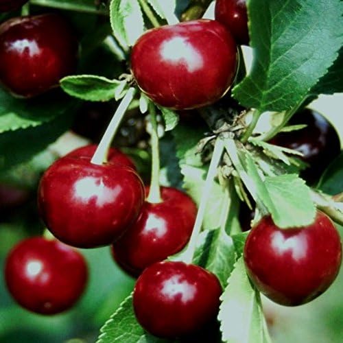 Sauerkirsche Schattenmorelle robuste Kirsche Buschbaum 110-140 cm im 10 ...