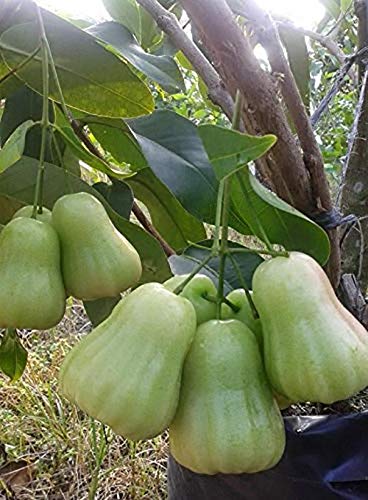 LushGreen Gardens Garden Rare Hybrid High Yield Live White Wax Apple ...