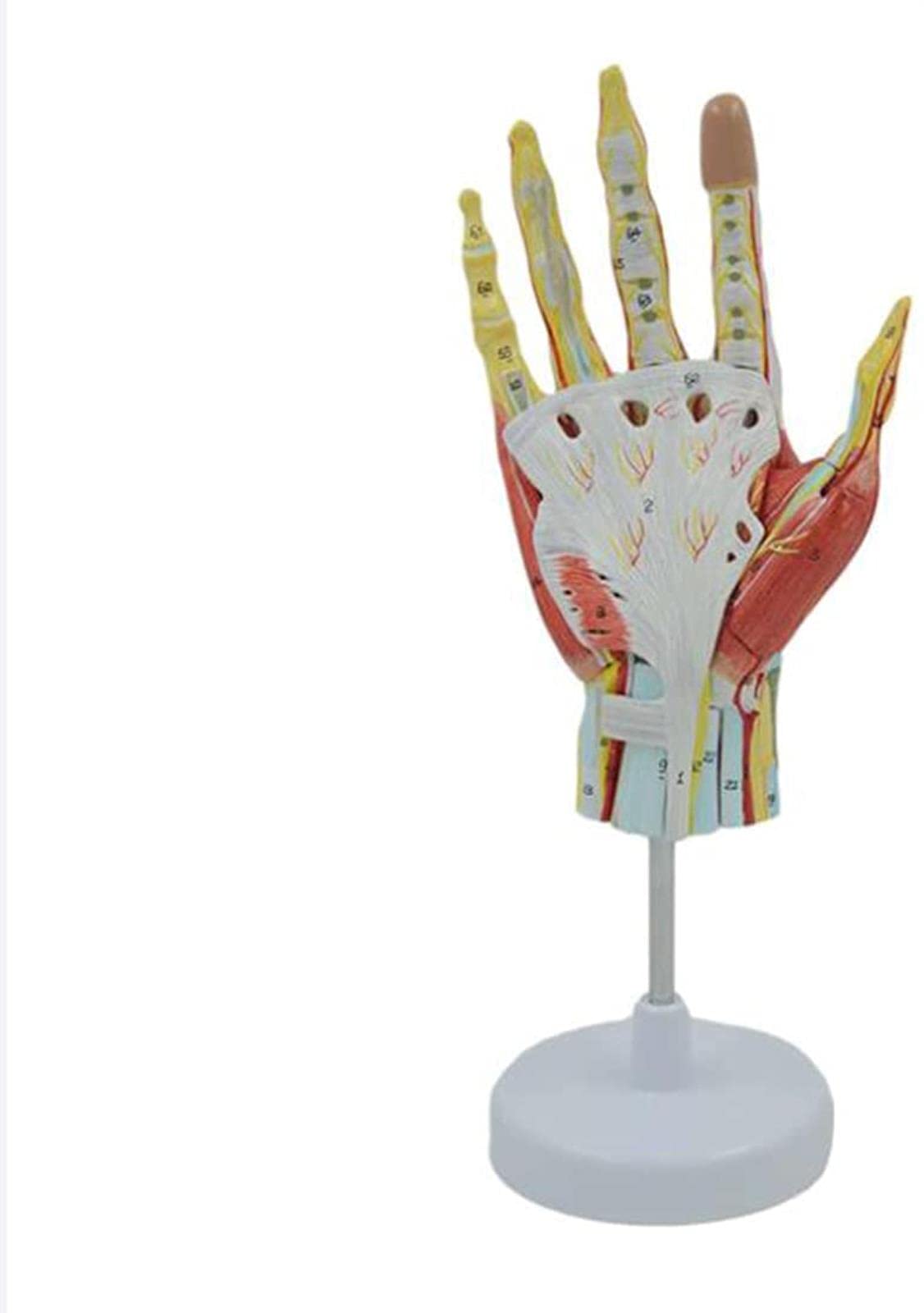Buy TEPET Human Palm Anatomy Model, Life Size Hand Skeleton Model with ...