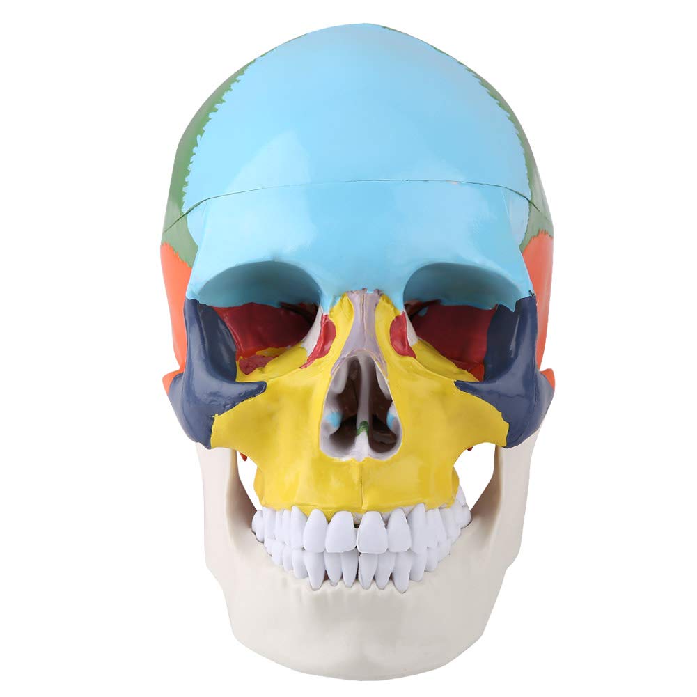 Buy Human Skull Anatomical Model Human Skull Model Skull Anatomical Buy Human Skull Anatomical Model Human Skull Model Skull Anatomical
