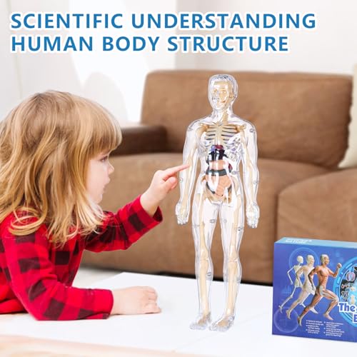 BlueDex Transparent Human Body Anatomy Model for Kids - Future of Education