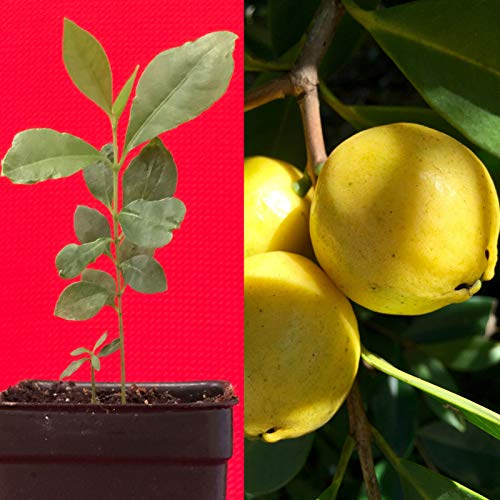 Lemon Guava - How to grow & care